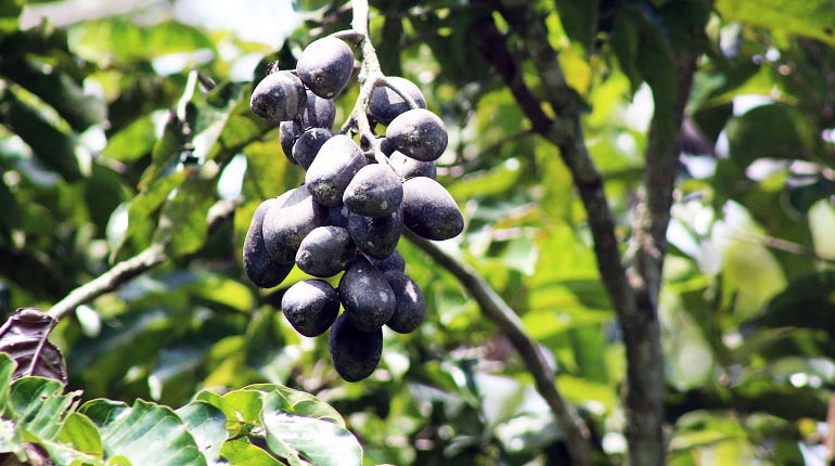 Galip is providing a good family income – The National Agriculture ...