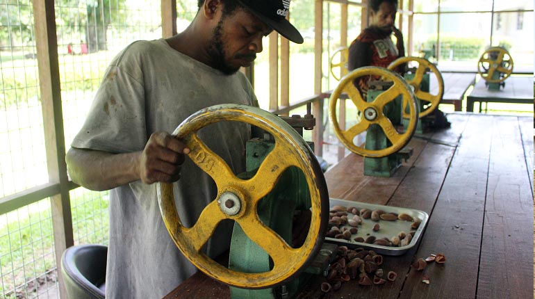 Galip is providing a good family income – The National Agriculture ...