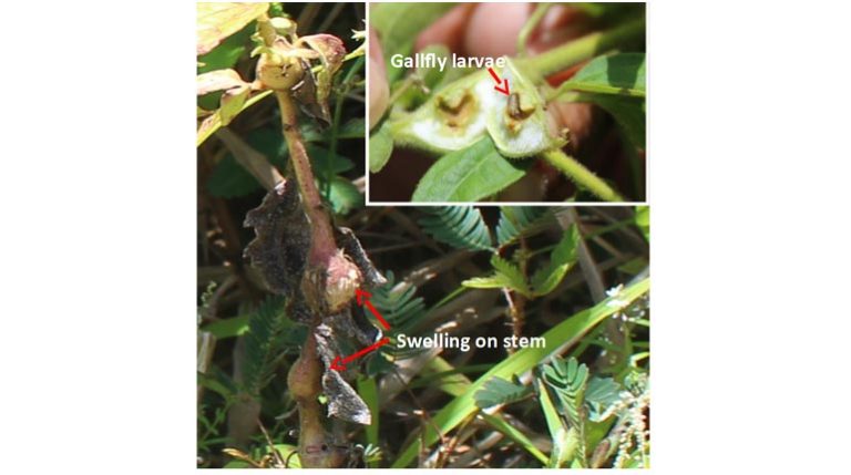 Gall fly is minimising spread of invasive weed – The National ...