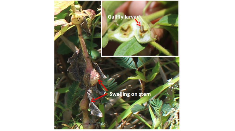 Gall fly is minimising spread of invasive weed – The National ...